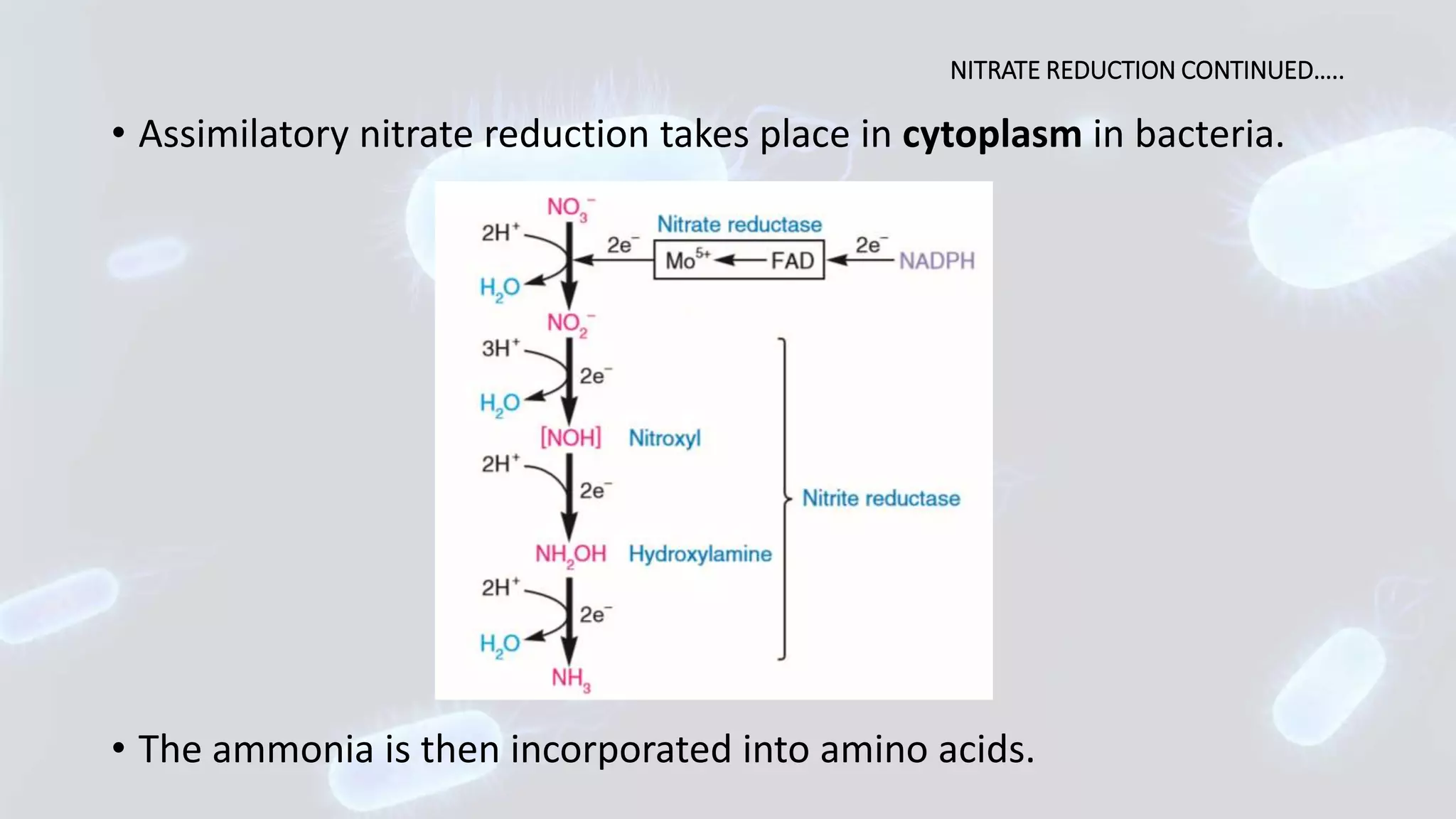 nitrate and sulfate reduction ; methanogenesis and acetogenesis | PPTX ...