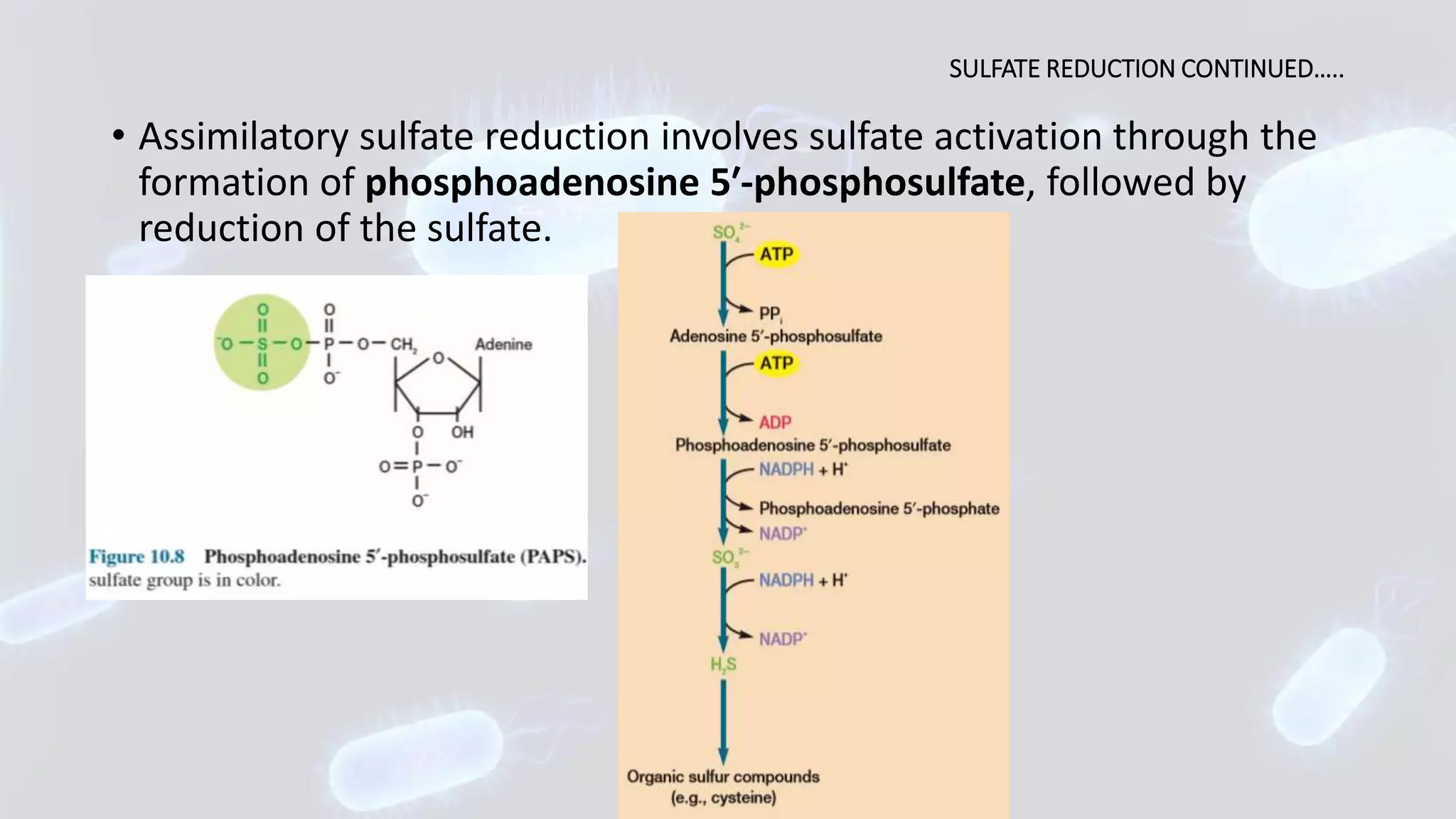 nitrate and sulfate reduction ; methanogenesis and acetogenesis | PPTX