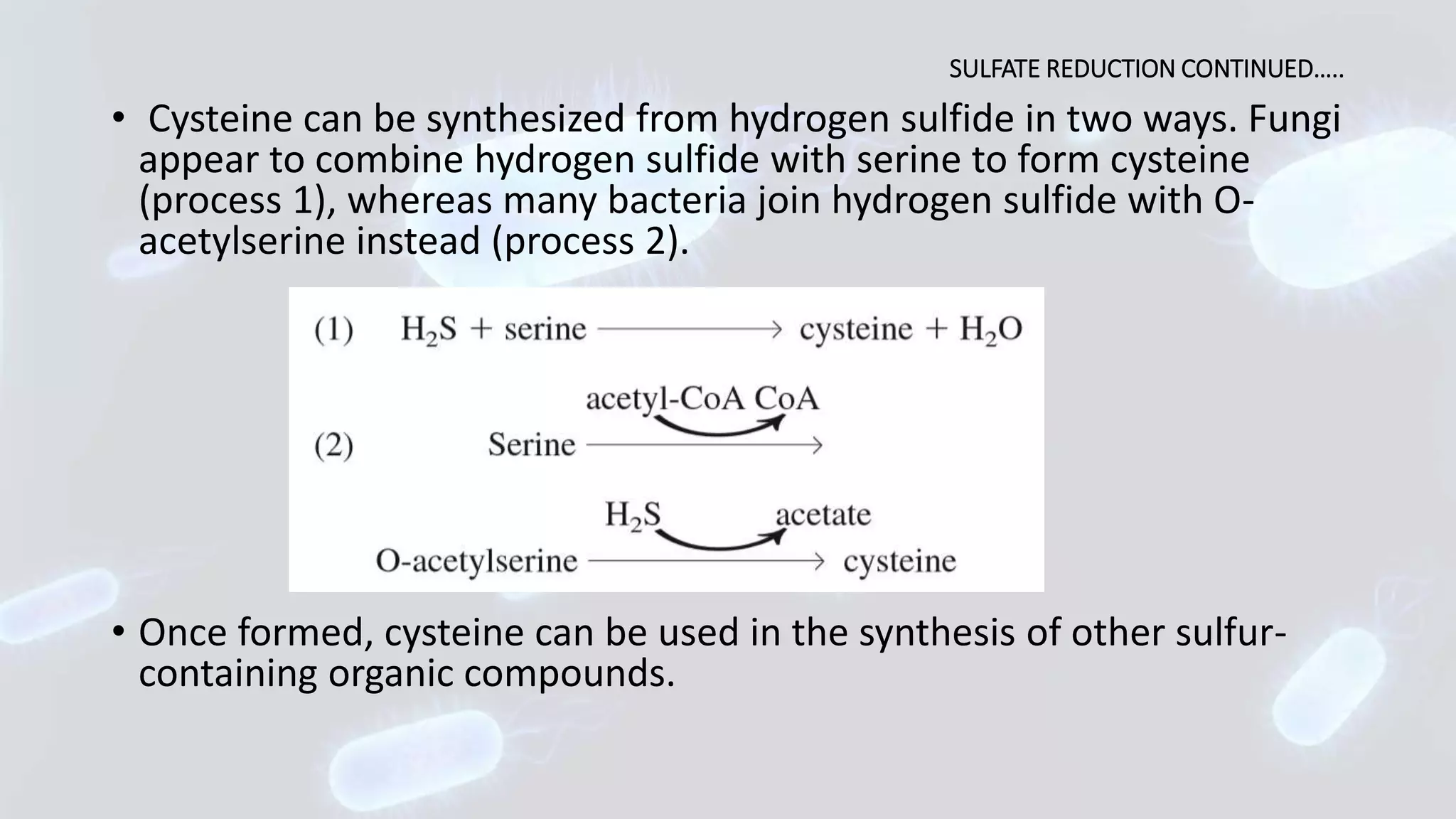 nitrate and sulfate reduction ; methanogenesis and acetogenesis | PPTX ...
