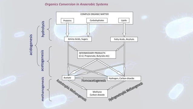 nitrate and sulfate reduction ; methanogenesis and acetogenesis | PPTX ...