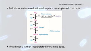 nitrate and sulfate reduction ; methanogenesis and acetogenesis | PPTX