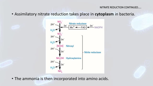 nitrate and sulfate reduction ; methanogenesis and acetogenesis | PPTX ...
