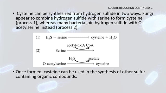 nitrate and sulfate reduction ; methanogenesis and acetogenesis | PPTX ...