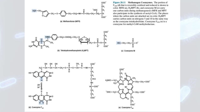 nitrate and sulfate reduction ; methanogenesis and acetogenesis | PPTX ...