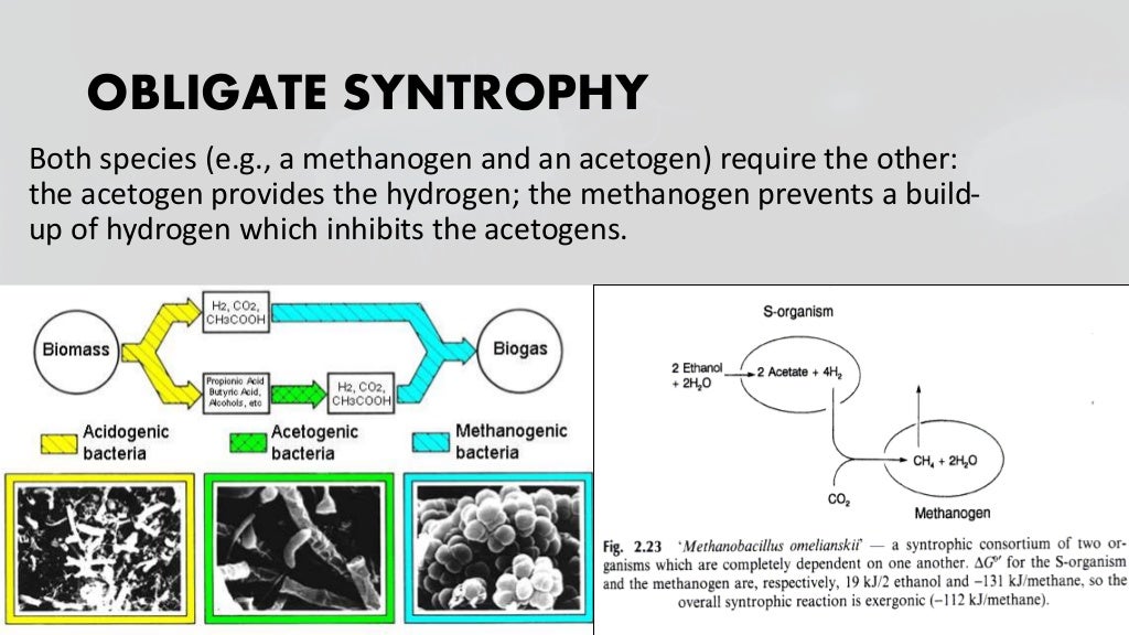 nitrate and sulfate reduction ; methanogenesis and acetogenesis