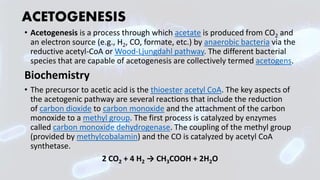 nitrate and sulfate reduction ; methanogenesis and acetogenesis | PPT