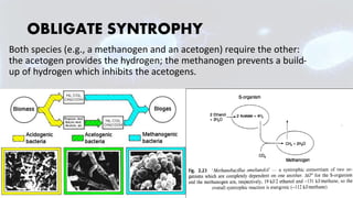 nitrate and sulfate reduction ; methanogenesis and acetogenesis | PPT