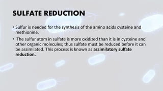 nitrate and sulfate reduction ; methanogenesis and acetogenesis | PPT