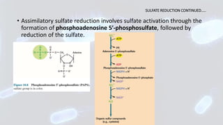 nitrate and sulfate reduction ; methanogenesis and acetogenesis | PPT