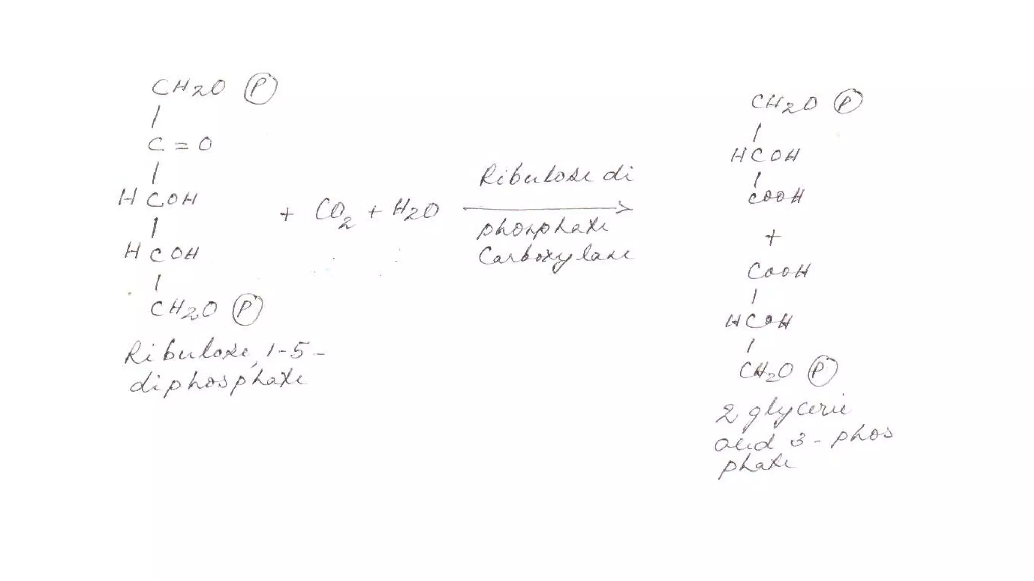Basic Energy Yielding Mechanism of Chemoautotrophic & Photoautotrophic ...