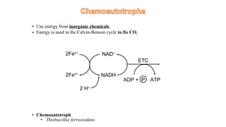 Basic Energy Yielding Mechanism of Chemoautotrophic & Photoautotrophic ...