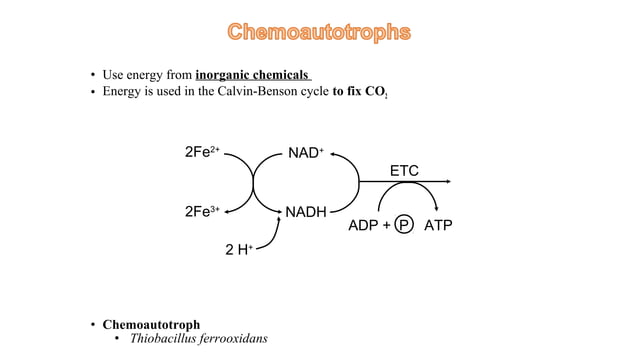 Basic Energy Yielding Mechanism of Chemoautotrophic & Photoautotrophic ...