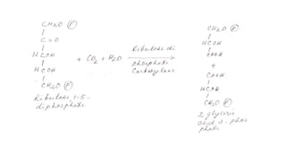 Basic Energy Yielding Mechanism of Chemoautotrophic & Photoautotrophic ...