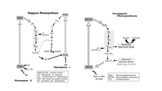 Basic Energy Yielding Mechanism of Chemoautotrophic & Photoautotrophic ...