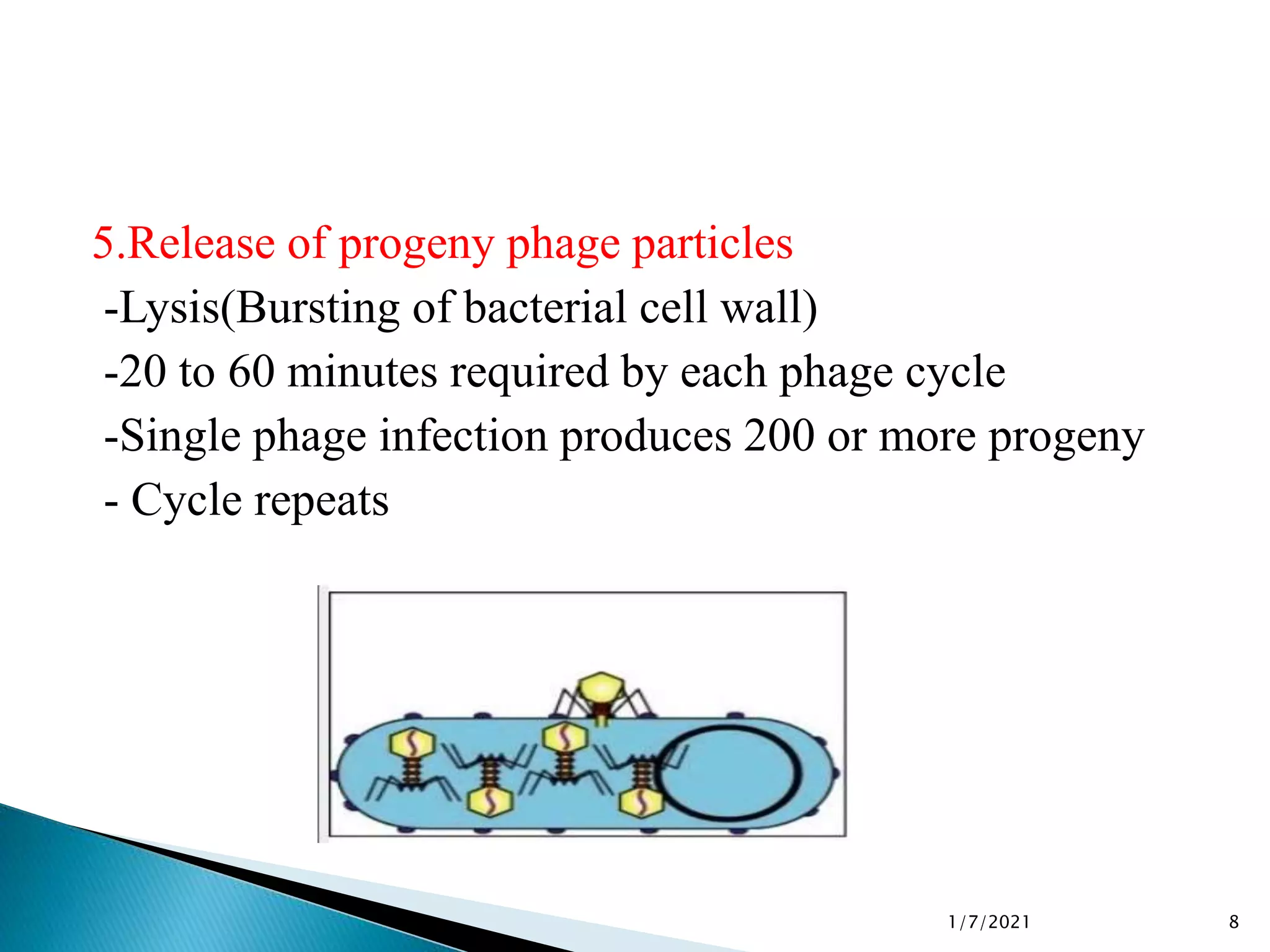 Micro ppt lytic cycle | PPTX
