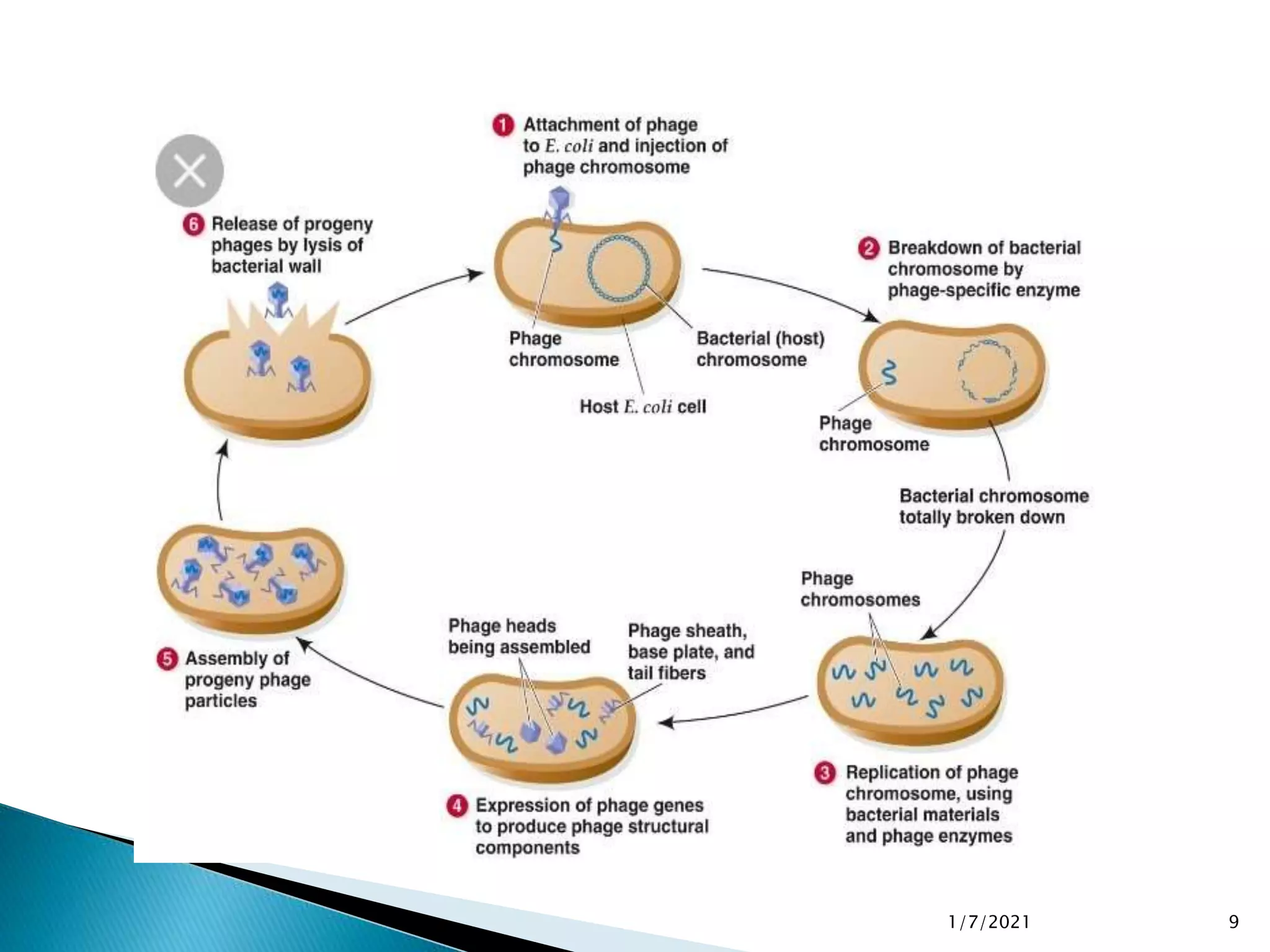 Micro ppt lytic cycle | PPTX