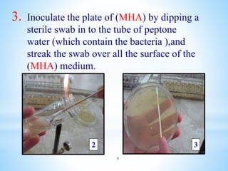 Micro practical /anti microbial sensitive test | PPT