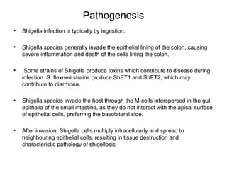 Neisseria and Shigella | PPT