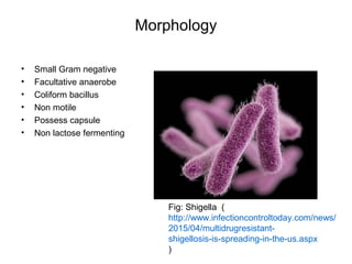 Neisseria and Shigella | PPT