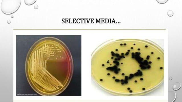 Bacterial Growth & culture media | PPTX