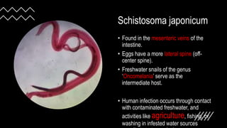 SCHISTOSOMES - TREMATODES - by shanmukh tunuguntla | PPTX