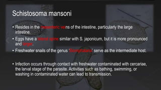 SCHISTOSOMES - TREMATODES - by shanmukh tunuguntla | PPTX