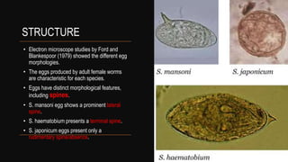 SCHISTOSOMES - TREMATODES - by shanmukh tunuguntla | PPTX