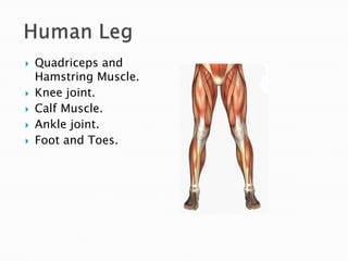 Microprocessor Prosthetic Knee Presentation | PPTX