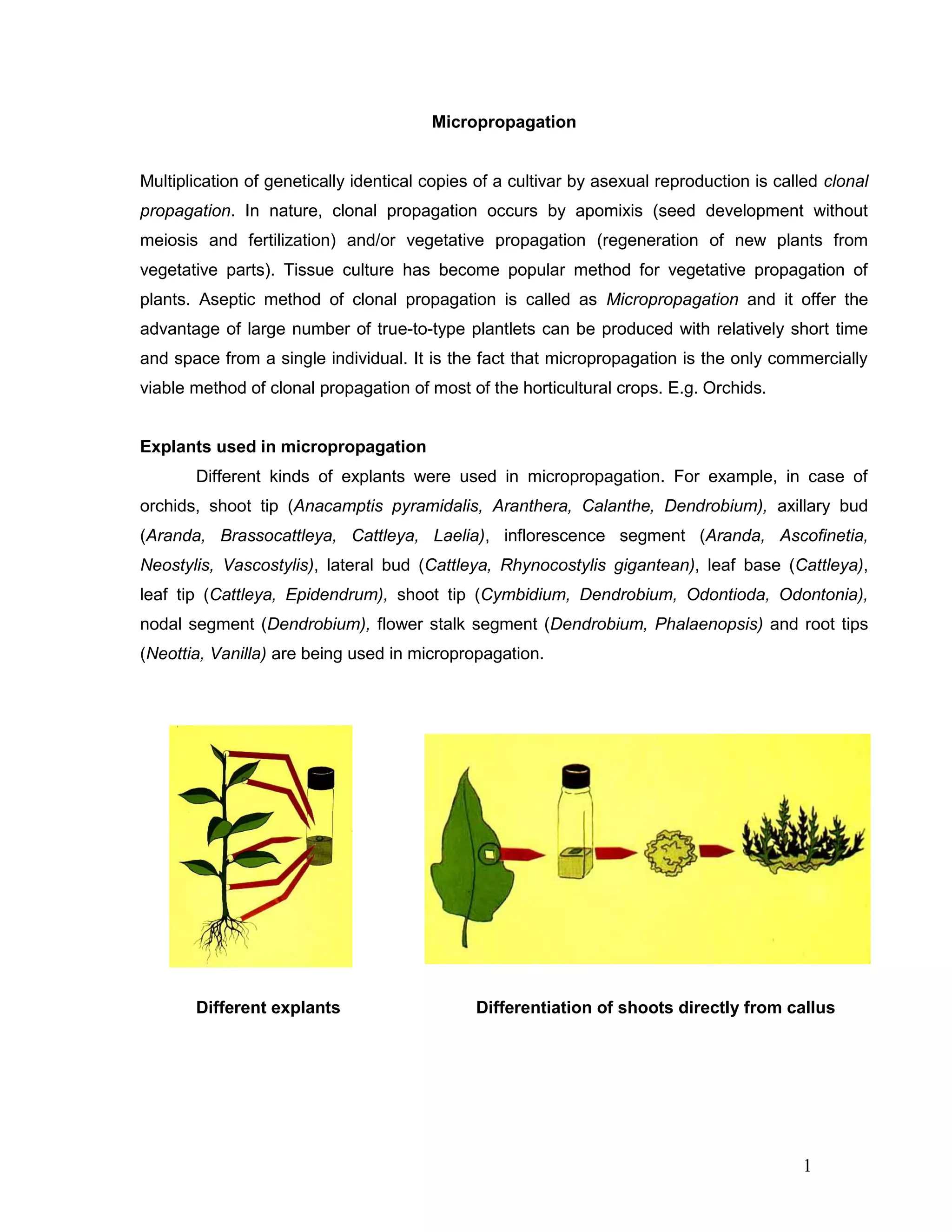 Micropropagation | PDF