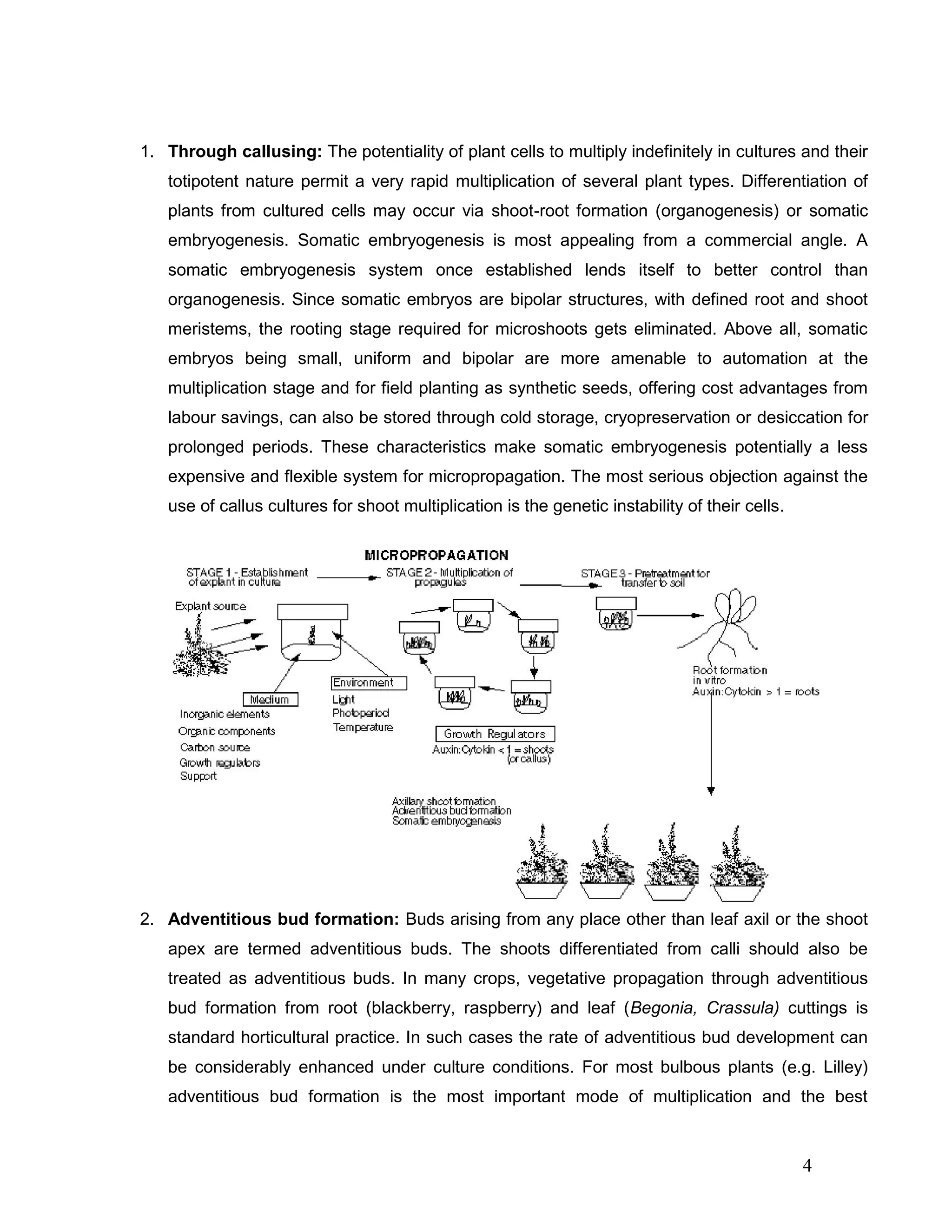 Micropropagation | PDF