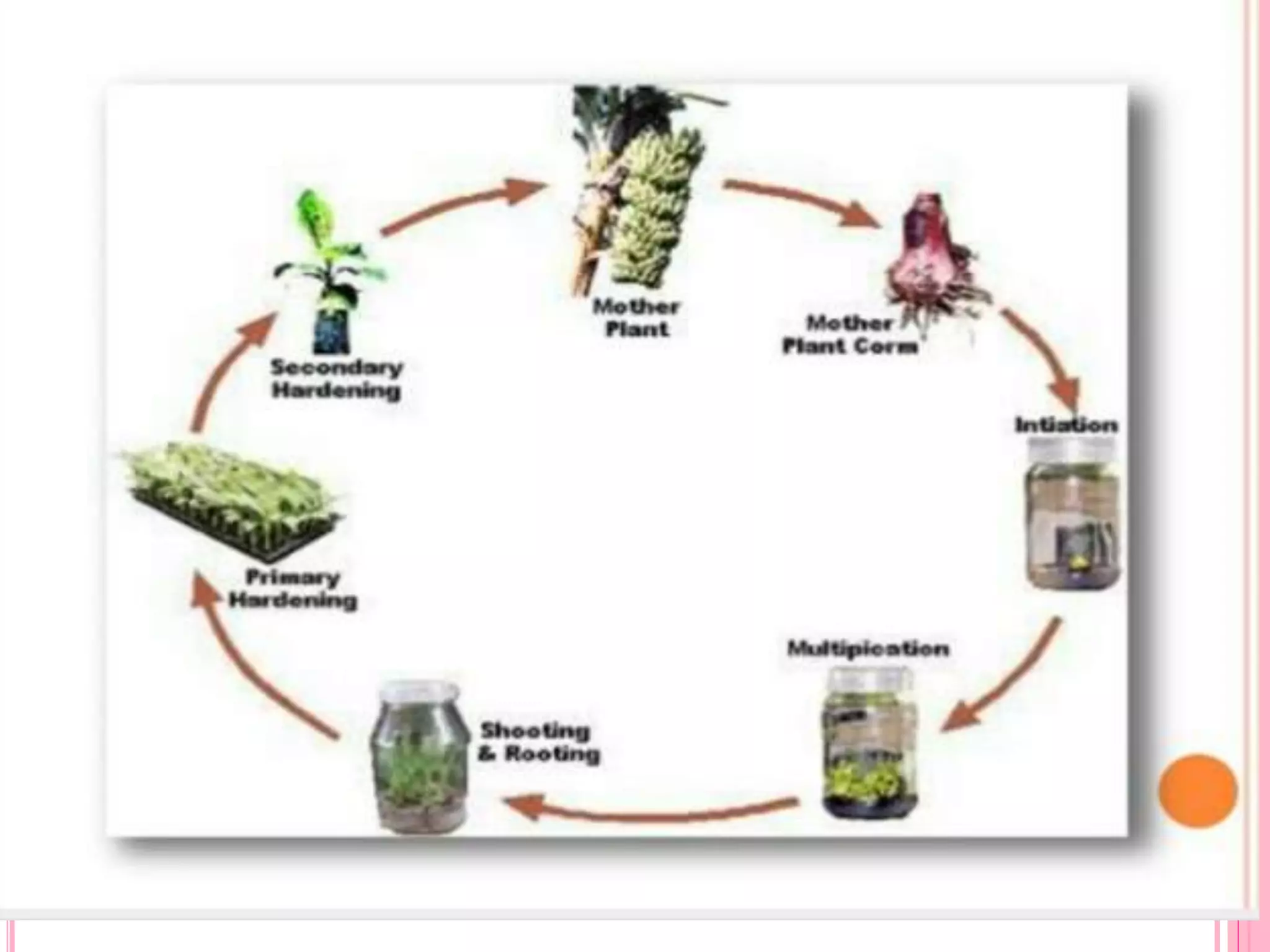 Micropropagation of banana | PPTX