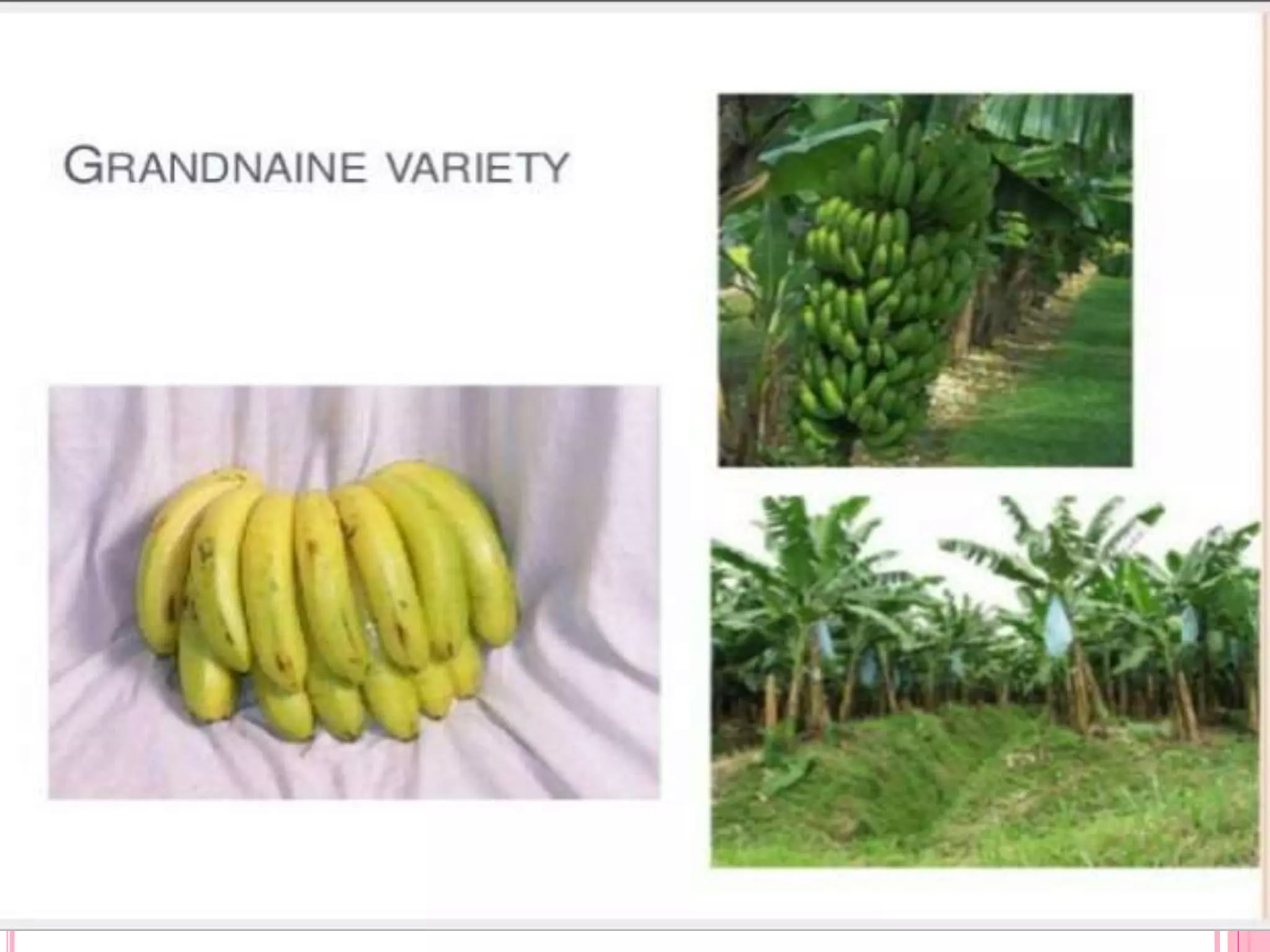 Micropropagation of banana | PPTX