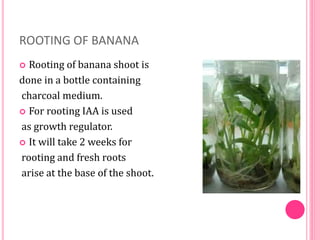 Micropropagation of banana | PPTX