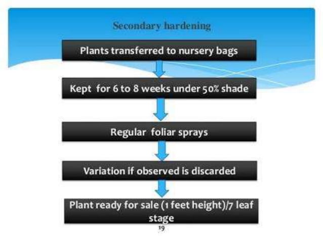 Micropropagation of banana | PPTX | Gardening | Home & Garden