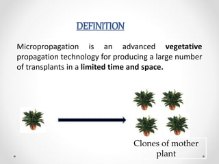Micropropagation | PPTX