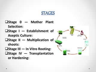Micropropagation | PPTX