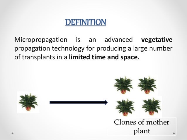 Micropropagation