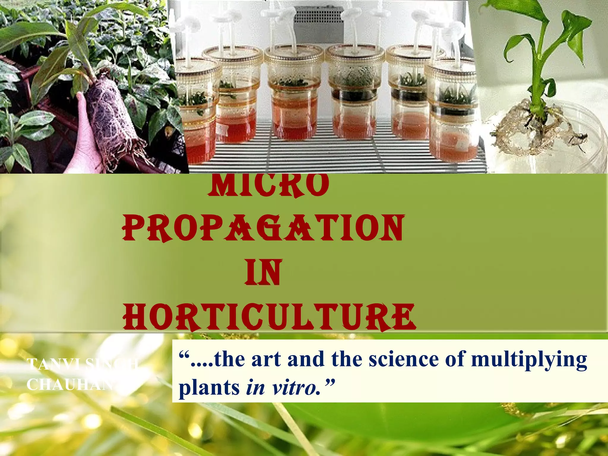 Micropropagation | PPT