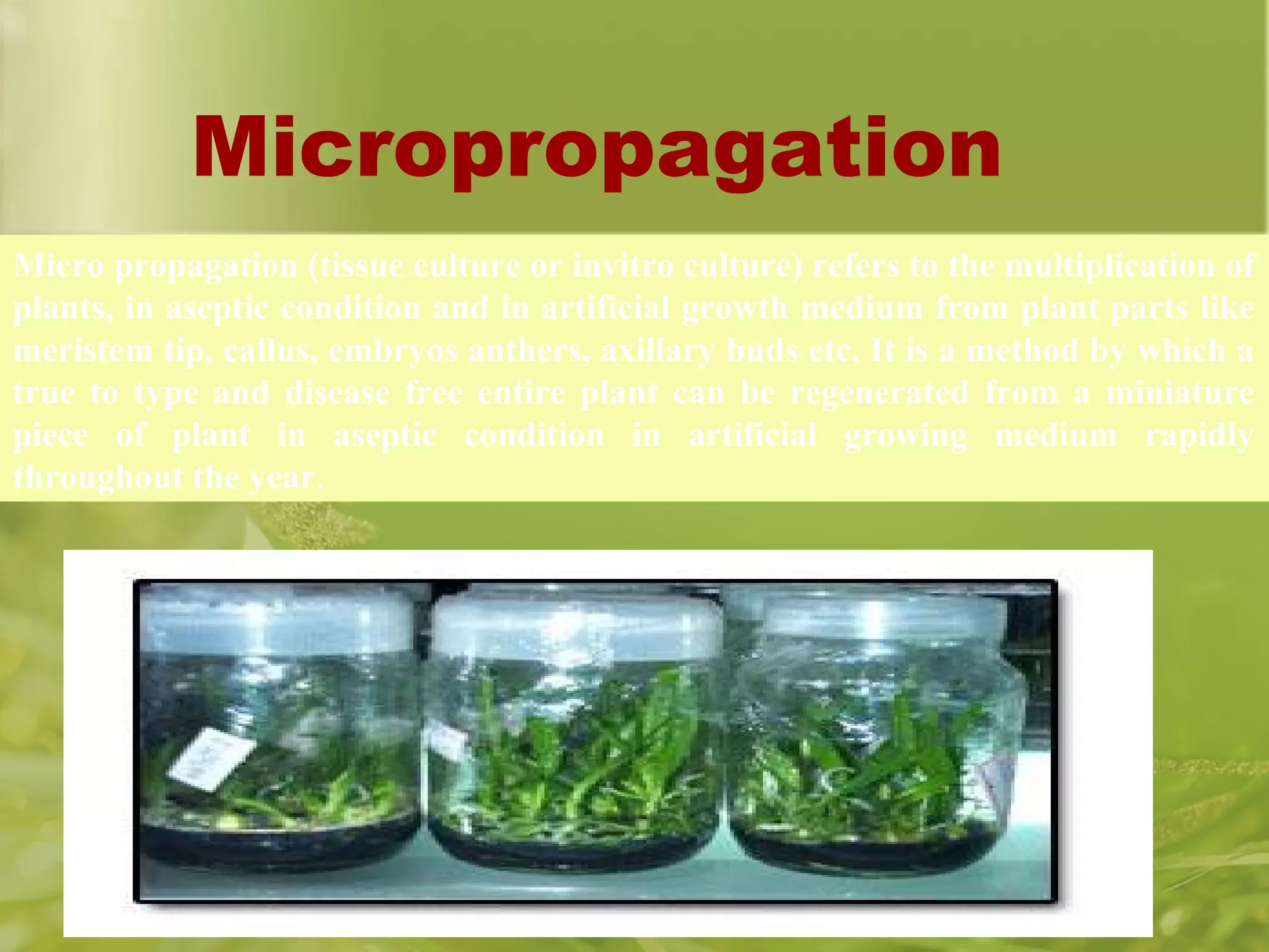 Micropropagation | PPT