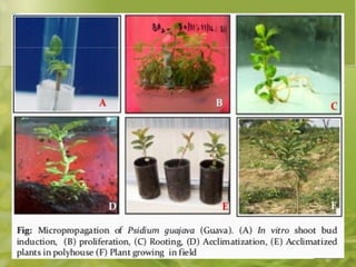 Micropropagation | PPT