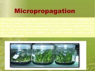 Micropropagation | PPT