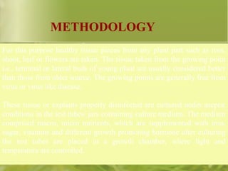 Micropropagation | PPT