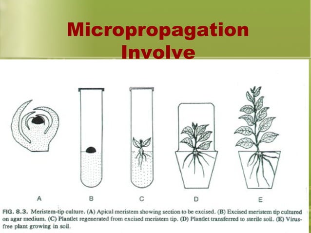 Micropropagation