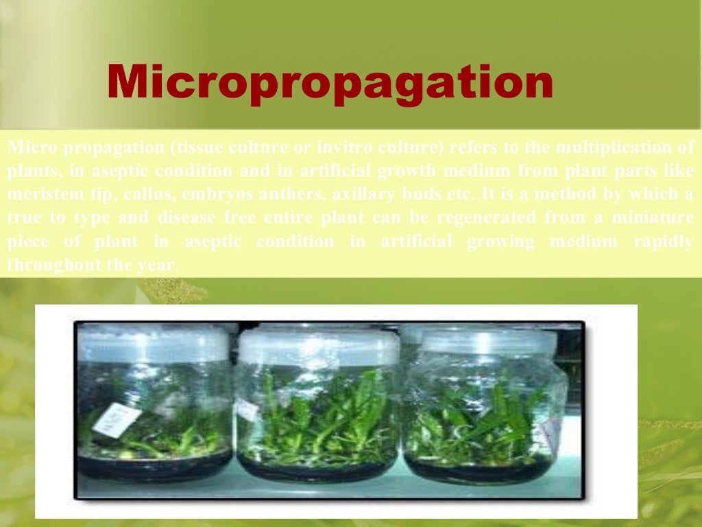 Micropropagation