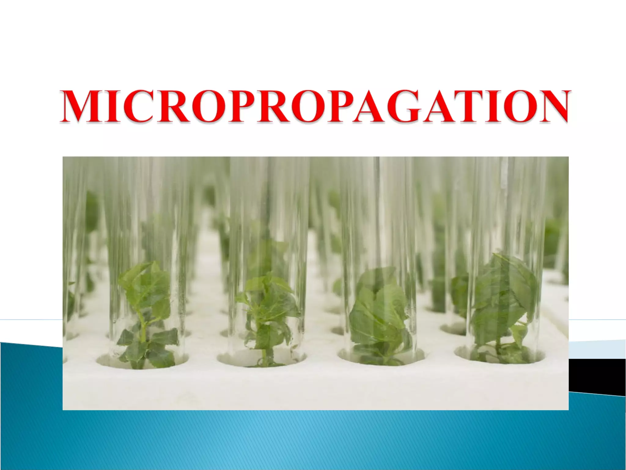 Micro propagation | PPT