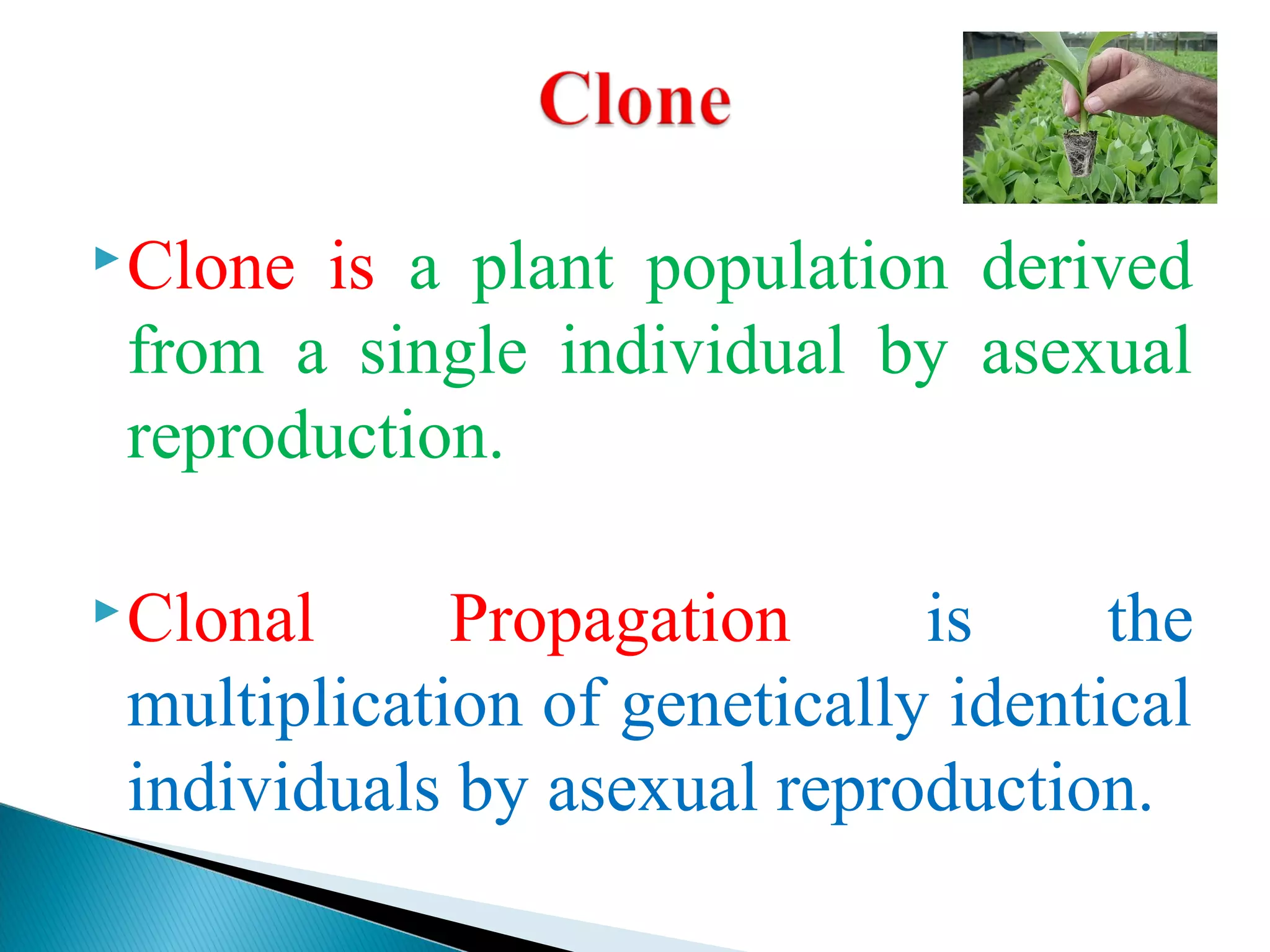Micro propagation | PPT