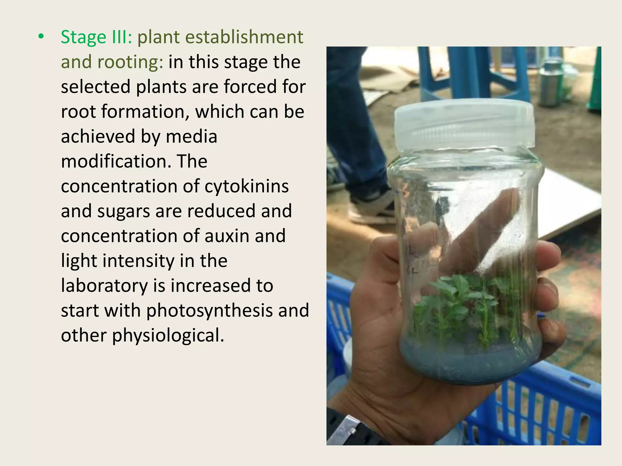 Micropropagation and commercial exploitation in horticulture crops | PPTX