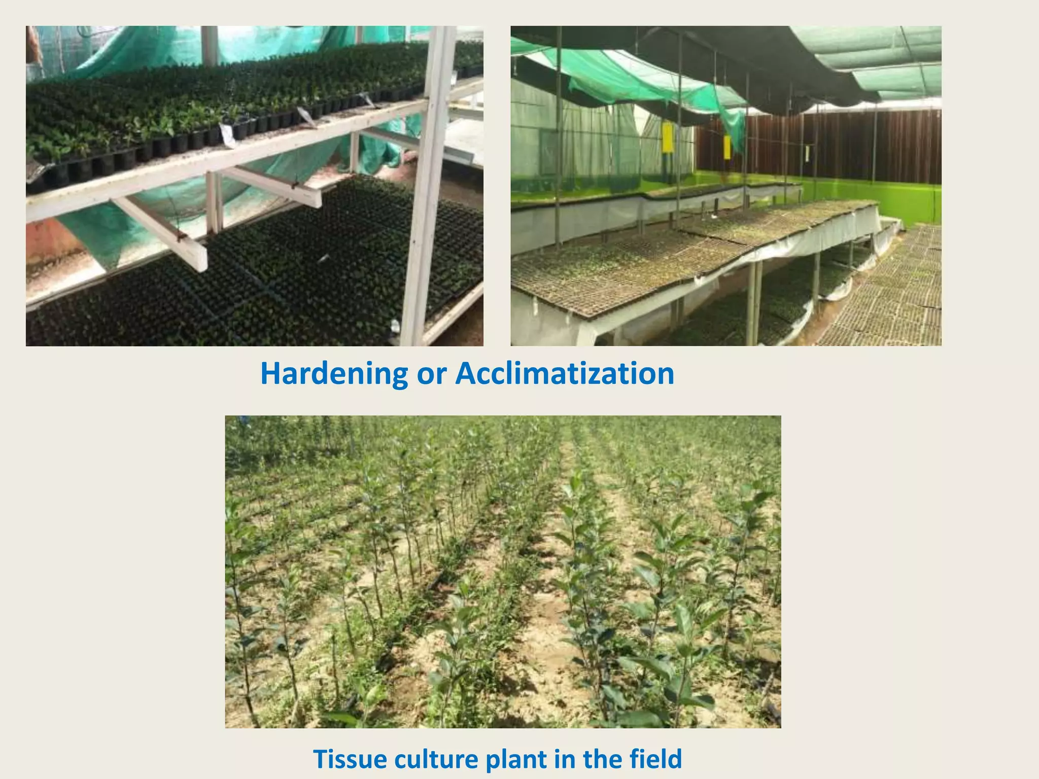 Micropropagation and commercial exploitation in horticulture crops | PPTX