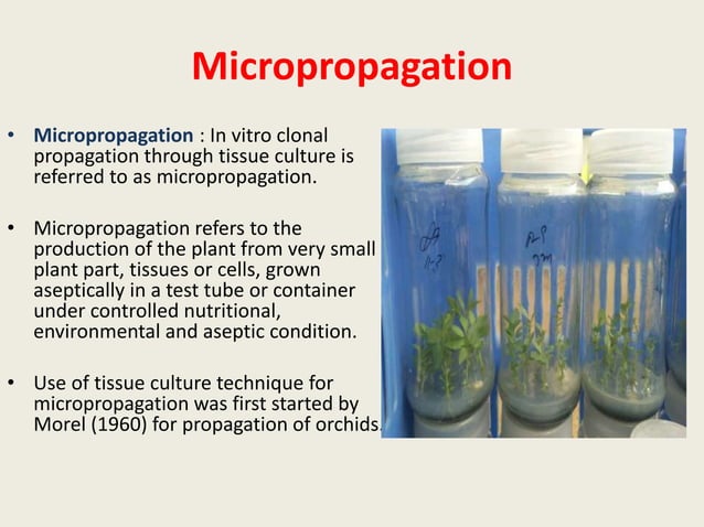 Micropropagation and commercial exploitation in horticulture crops | PPTX