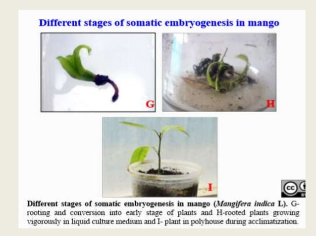 Micropropagation and commercial exploitation in horticulture crops | PPTX